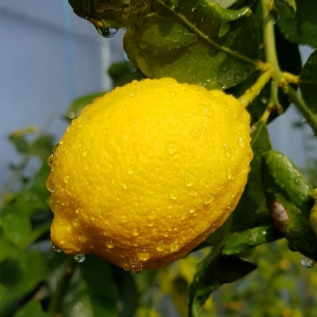 찌릿짜릿 제주 GAP 인증 레몬 2.5kg 18-24과