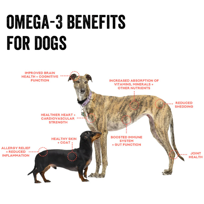 폴카독 베이커리 새먼세이즈 비스킷 226g